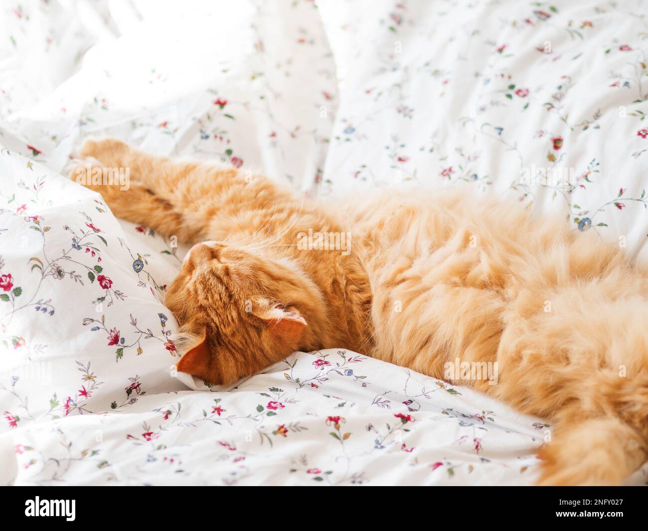 Cute ginger cat lying in bed. Fluffy pet stretching. Cozy home ...