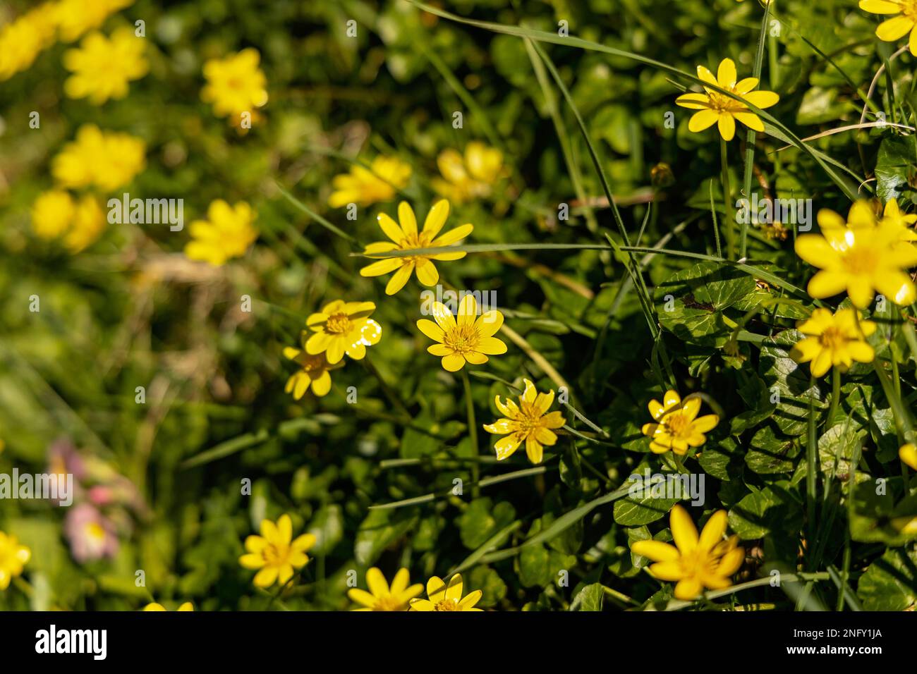 Cluster of small yellow green flowers hi-res stock photography and ...