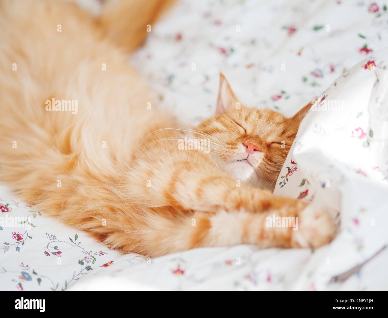 Cute ginger cat lying in bed. Fluffy pet stretching. Cozy home background, morning bedtime Stock ...