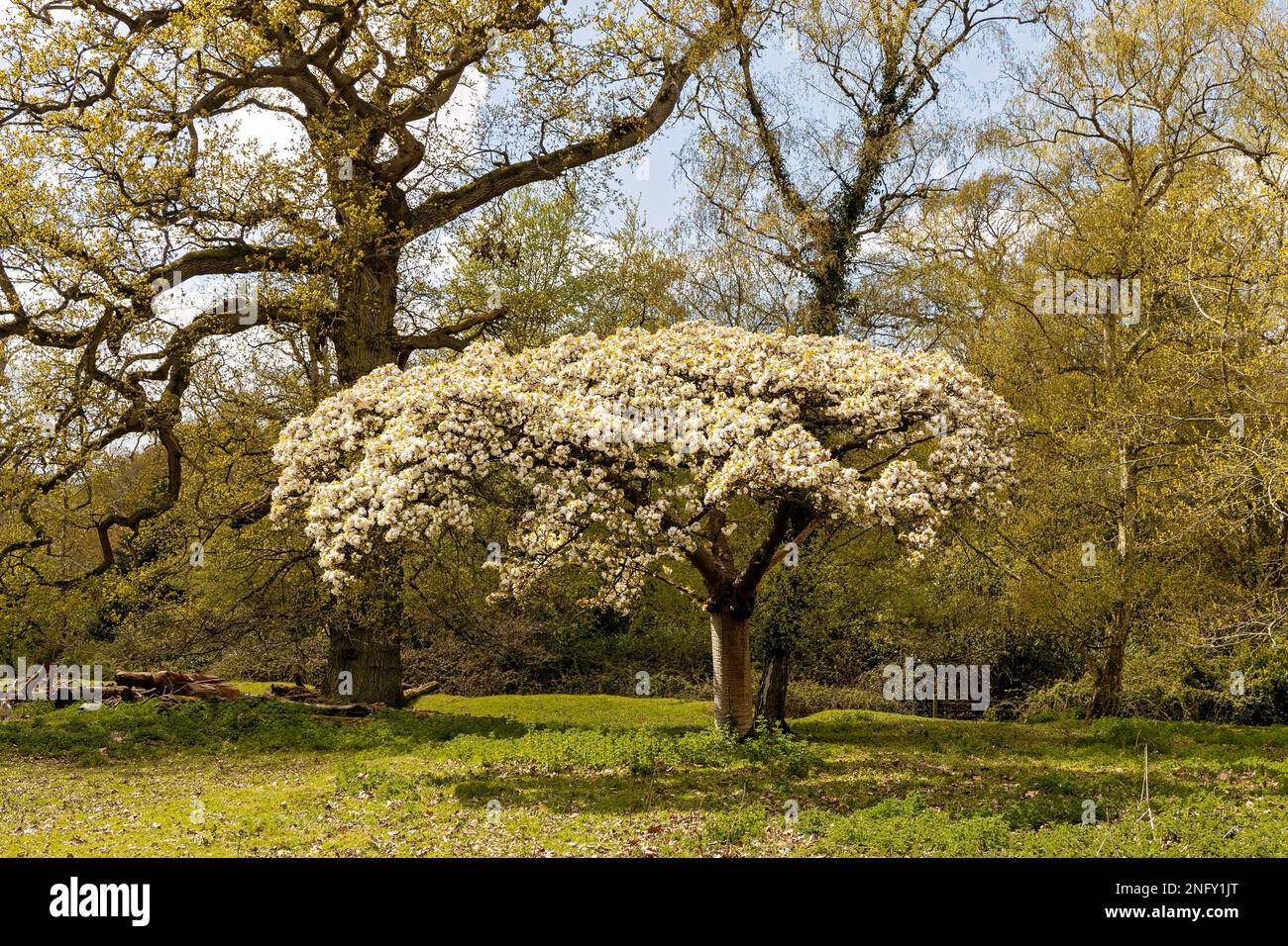 White blossom tree in spring garden Stock Photo - Alamy