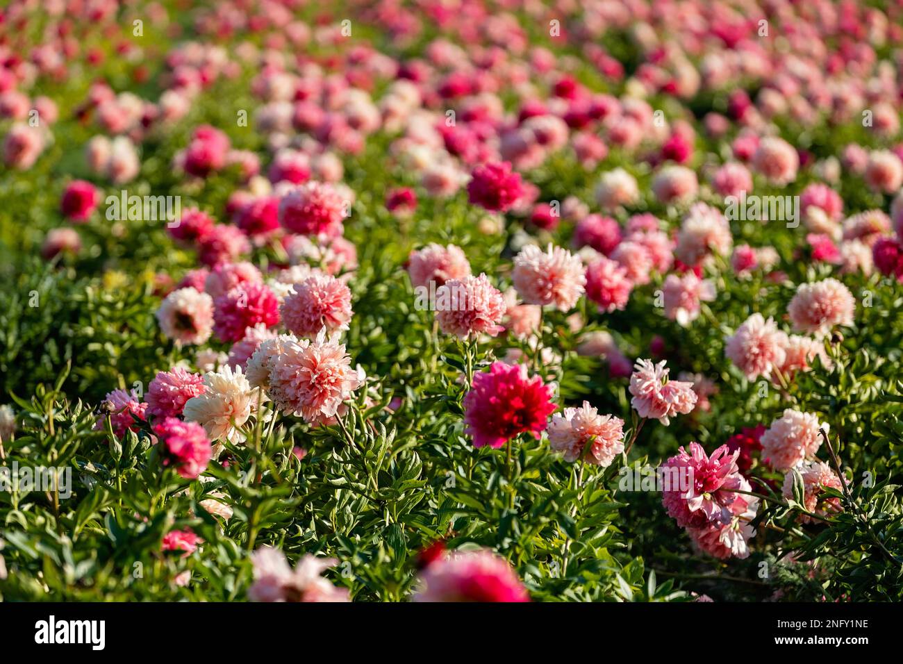 Fragrance of spring blooms hi-res stock photography and images - Alamy