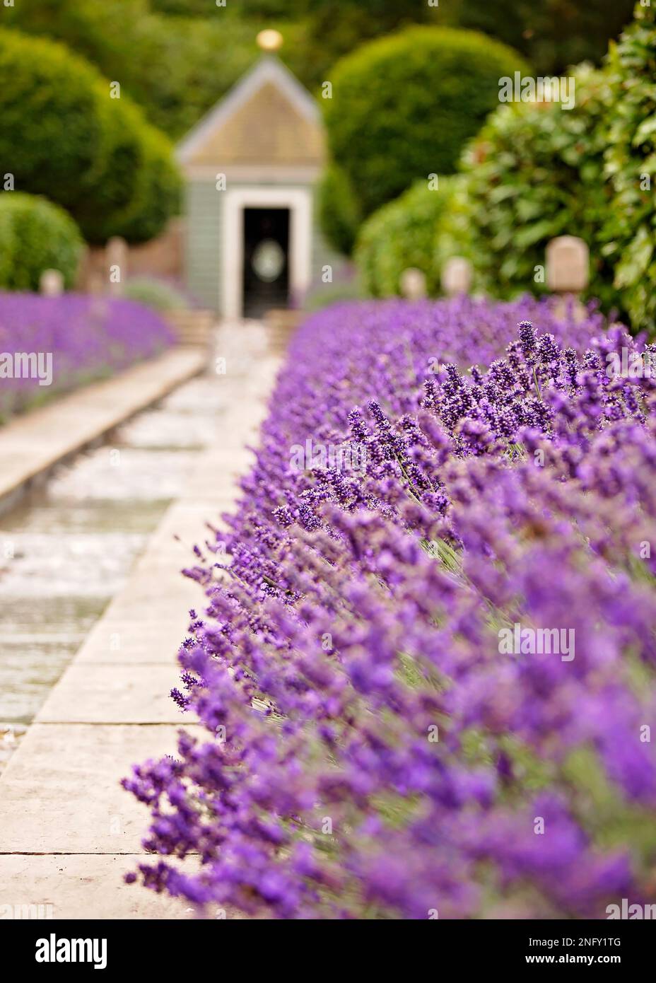 Lavender borders, garden path and pergola in English garden Stock Photo ...