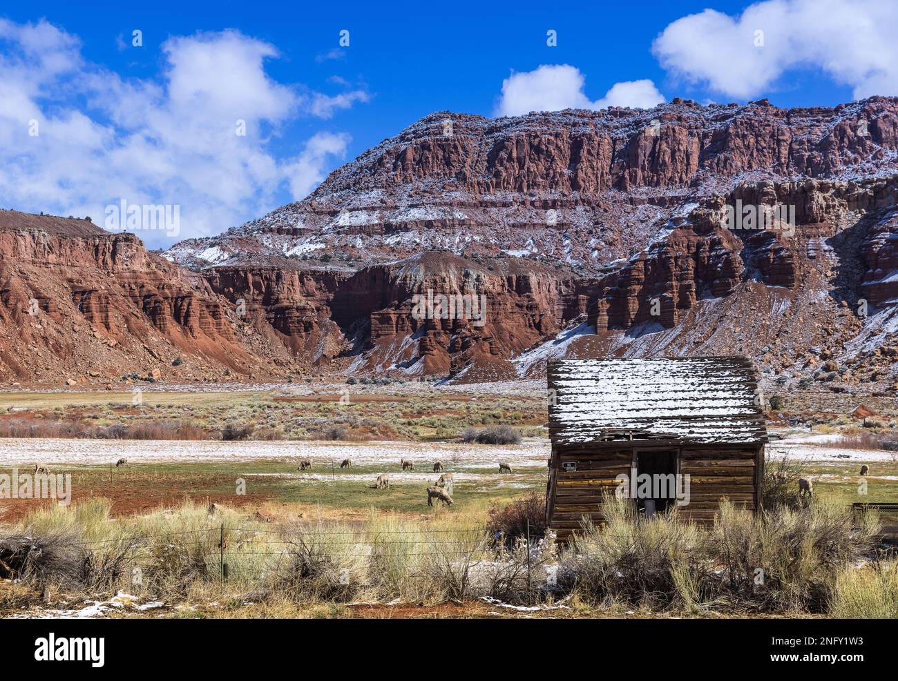 A beautiful view of a hut and grazing sheep in the field during sunrise ...