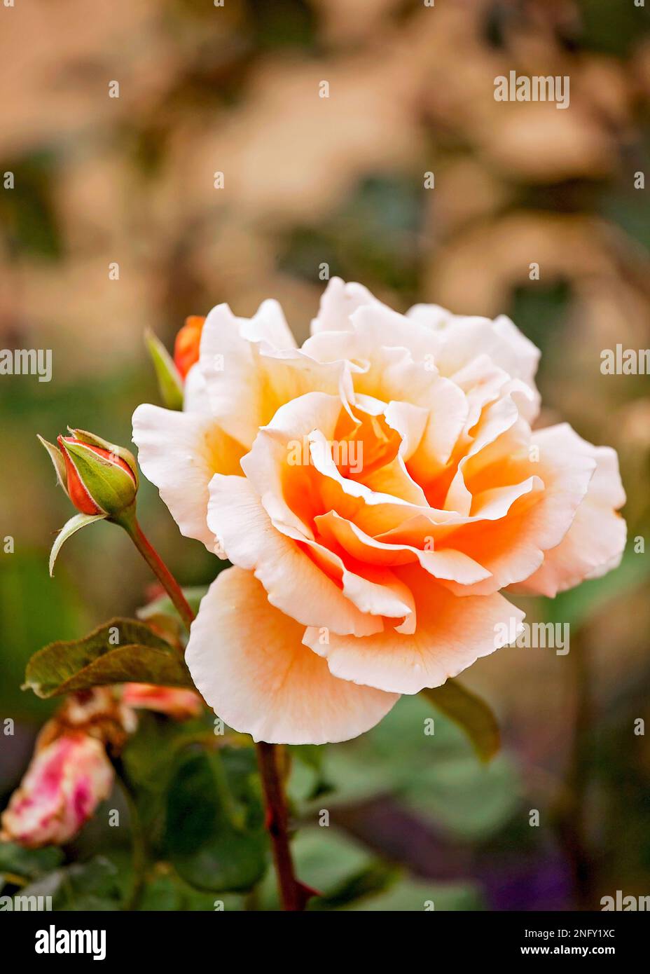 Single cream rose hi-res stock photography and images - Alamy