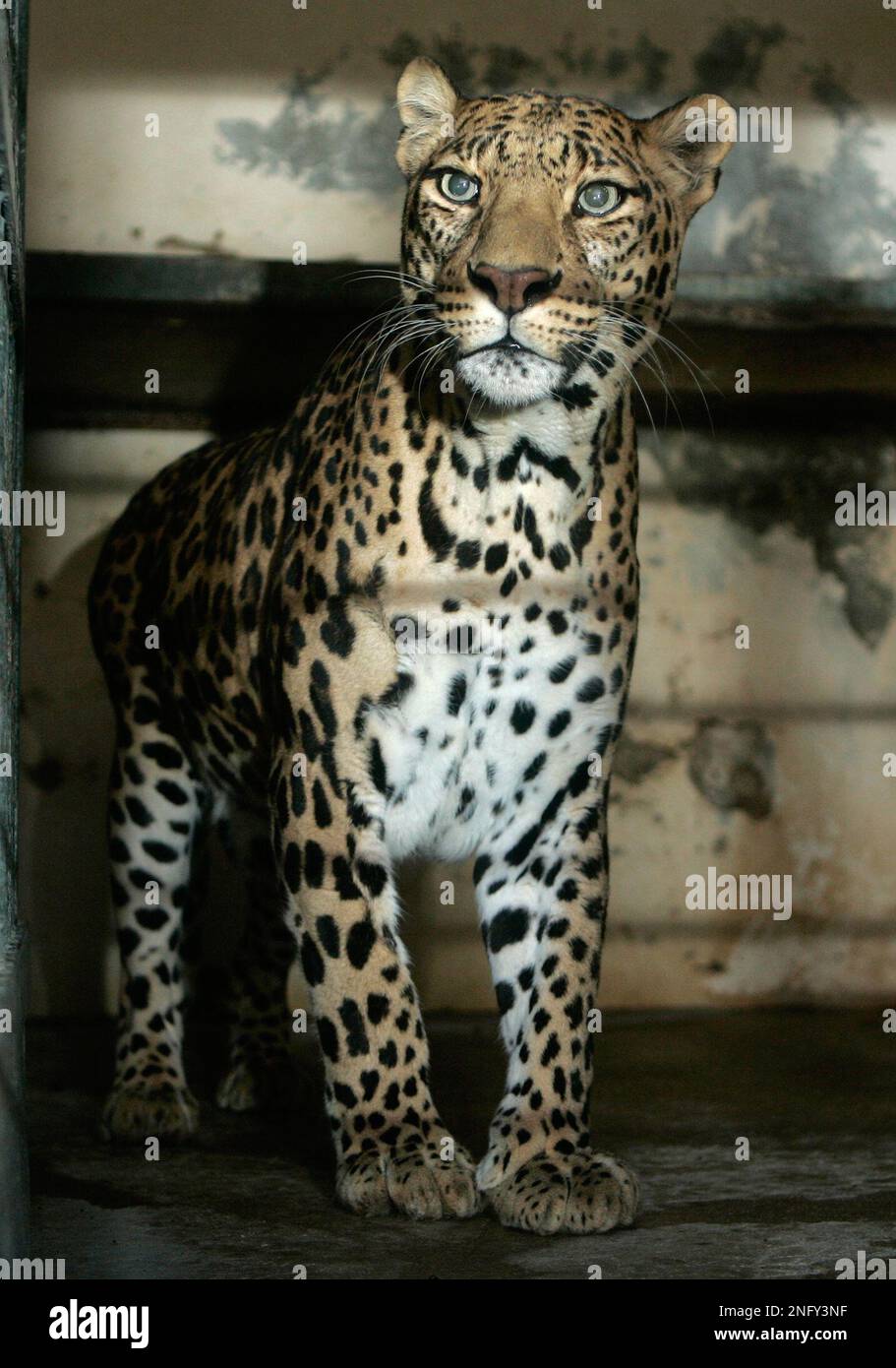 The leopard Pitou is seen, in the zoo of Monaco, Monday, Jan. 7, 2008 ...