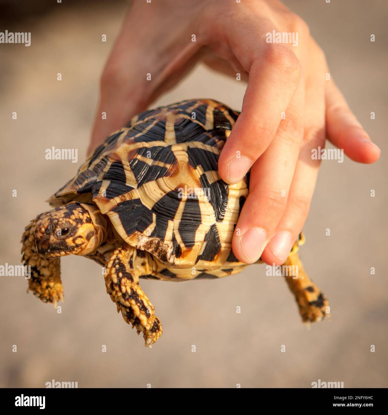 Endangered wildlife sri lanka hi-res stock photography and images - Alamy