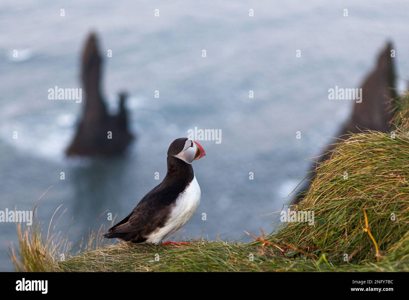 Cute little puffin on the cliff in Vic, Southern Iceland. Birdwatching ...