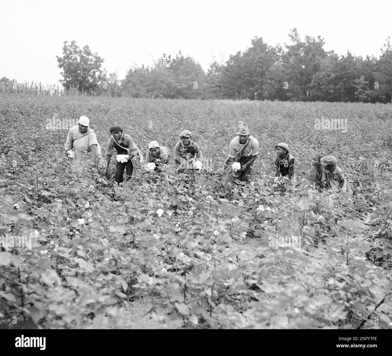 The South's cotton fields are the scene of feverish activity as men ...