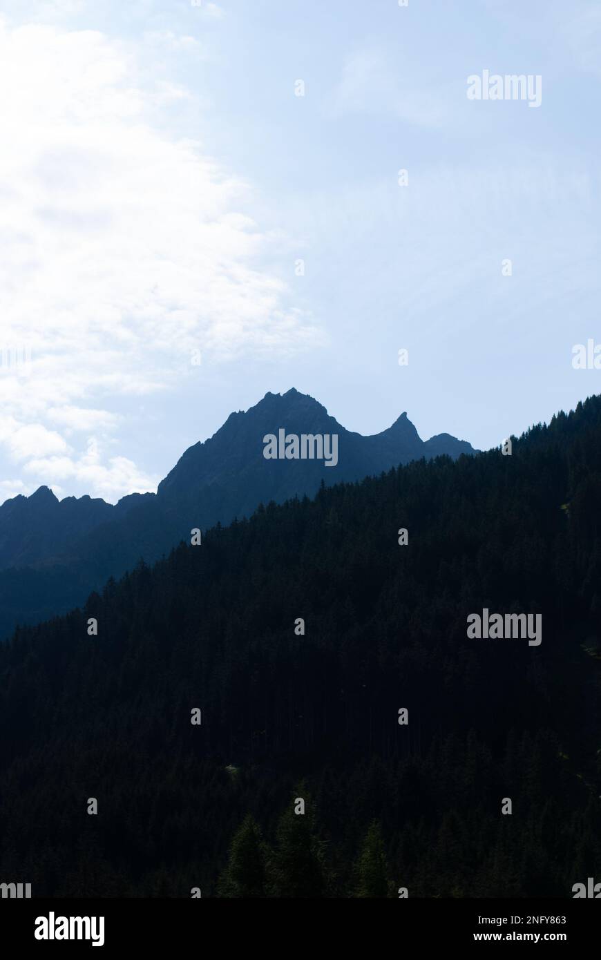 To tree top sunlight hi-res stock photography and images - Alamy