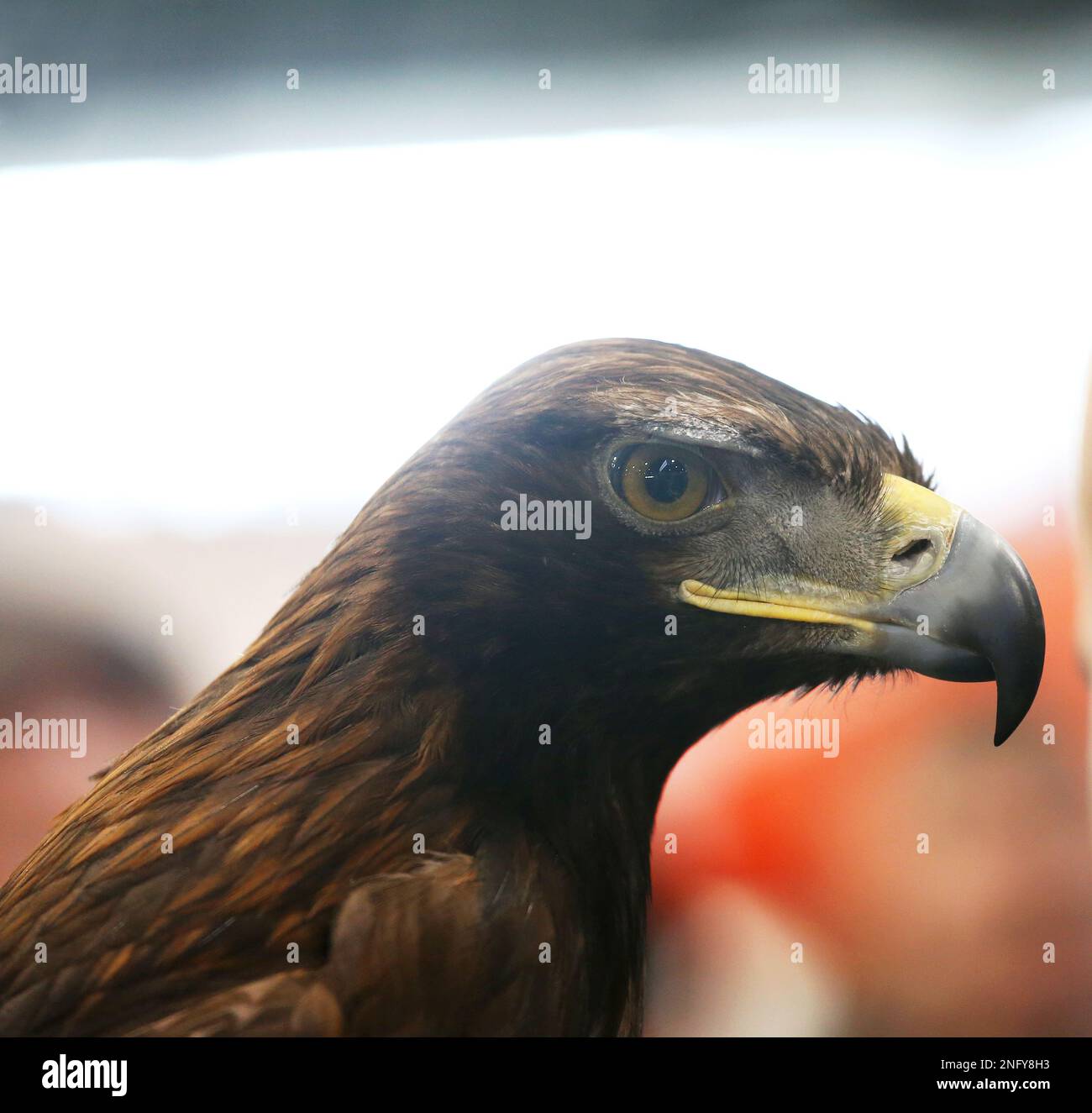 Close up portrait face of a beautiful young predator eagle bird indoors ...
