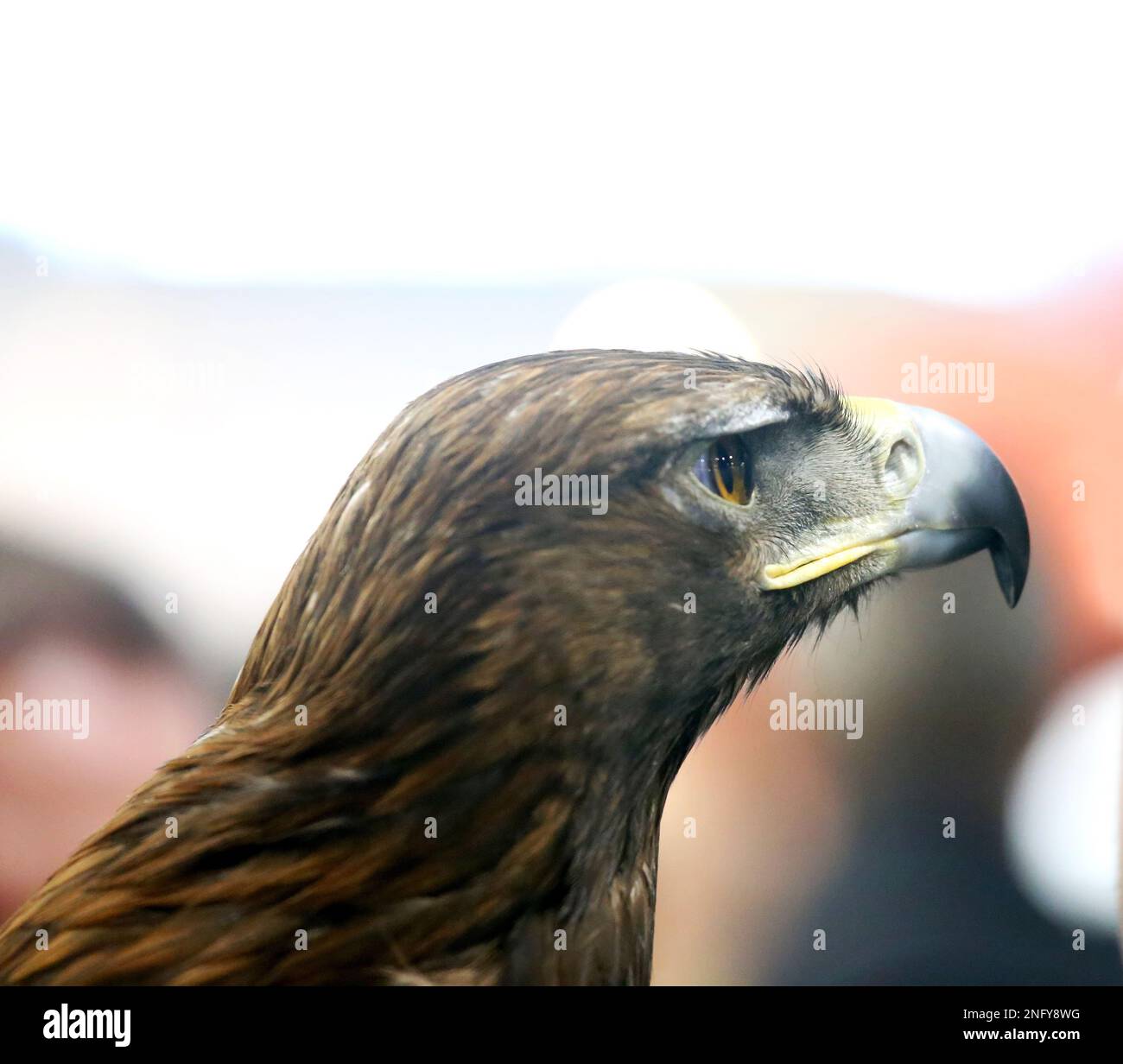 Close up portrait face of a beautiful young predator eagle bird indoors ...