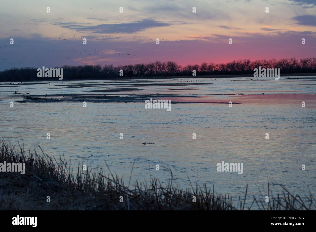 A purple sunrise along the Platte river in Nebraska with the silhouette ...