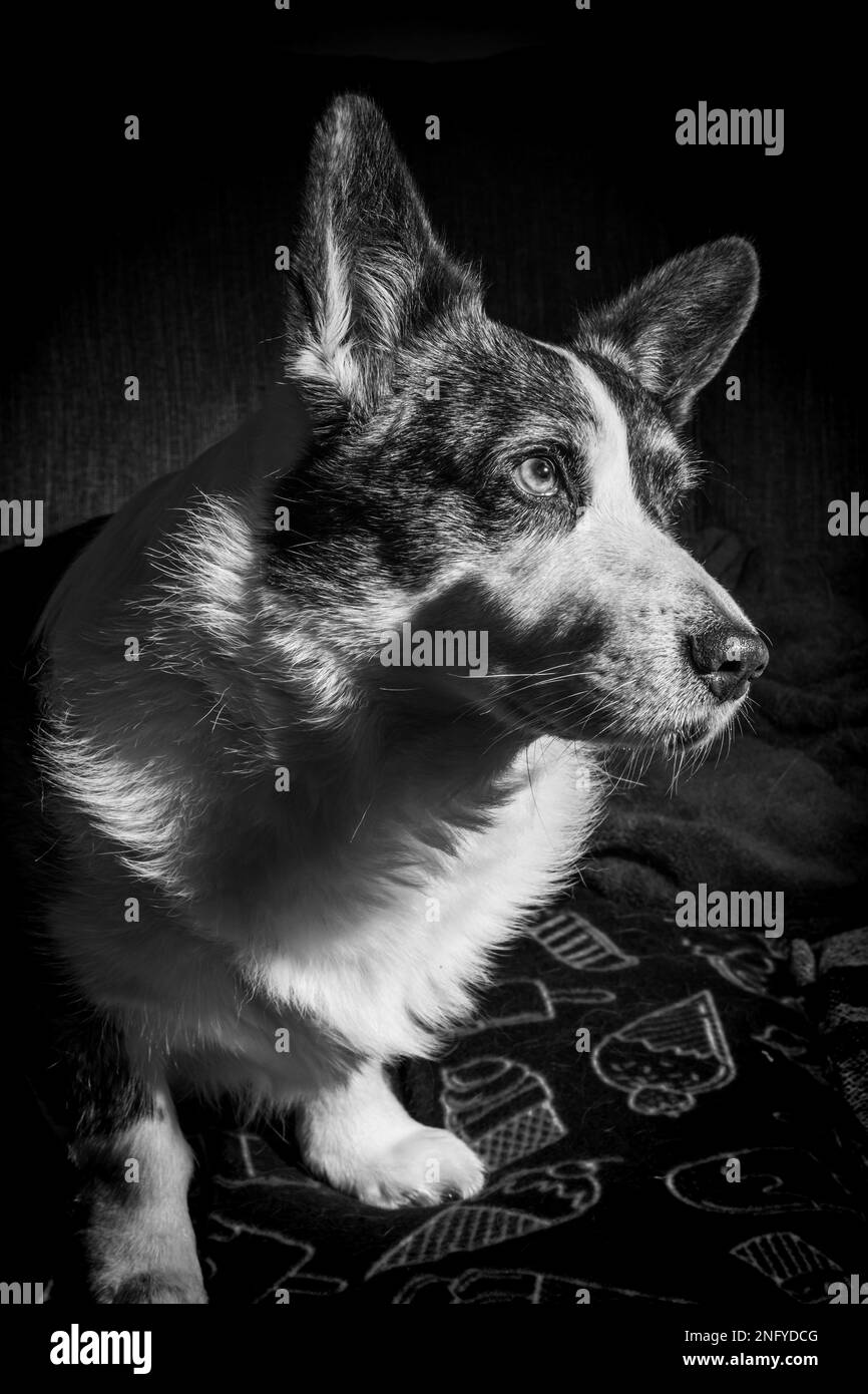 A grayscale portrait of Pembroke Welsh Corgi looking side Stock Photo ...