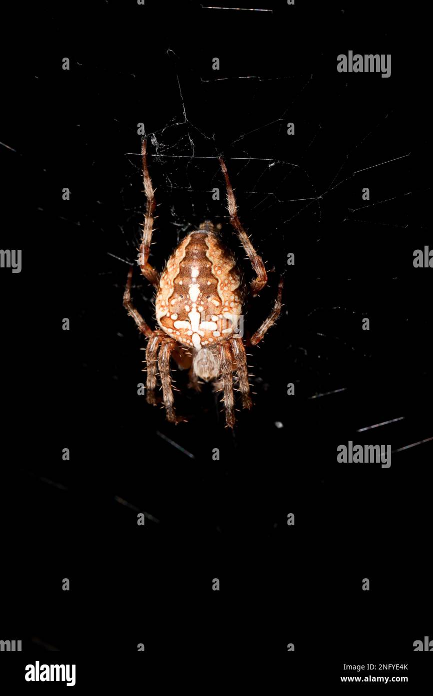 Disgusting spider hi-res stock photography and images - Alamy