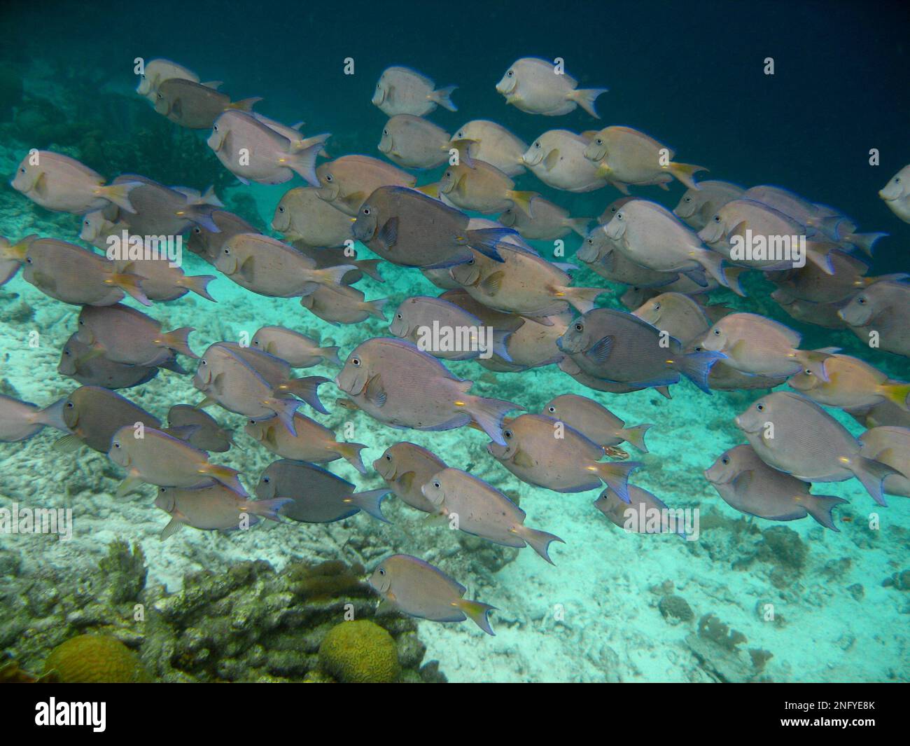 A school of Blue Tang fish are shown in this underwater photograph ...