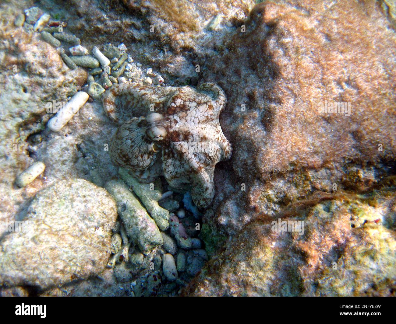 An octopus is shown in this underwater photograph taken August, 2007 ...