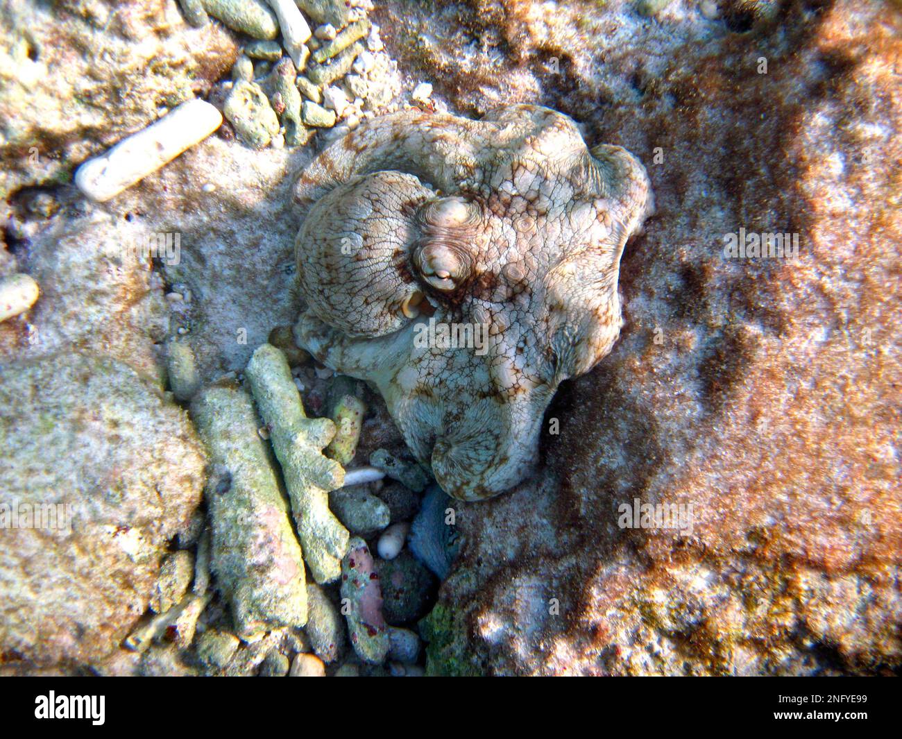 An octopus is shown in this underwater photograph taken in August, 2007 ...