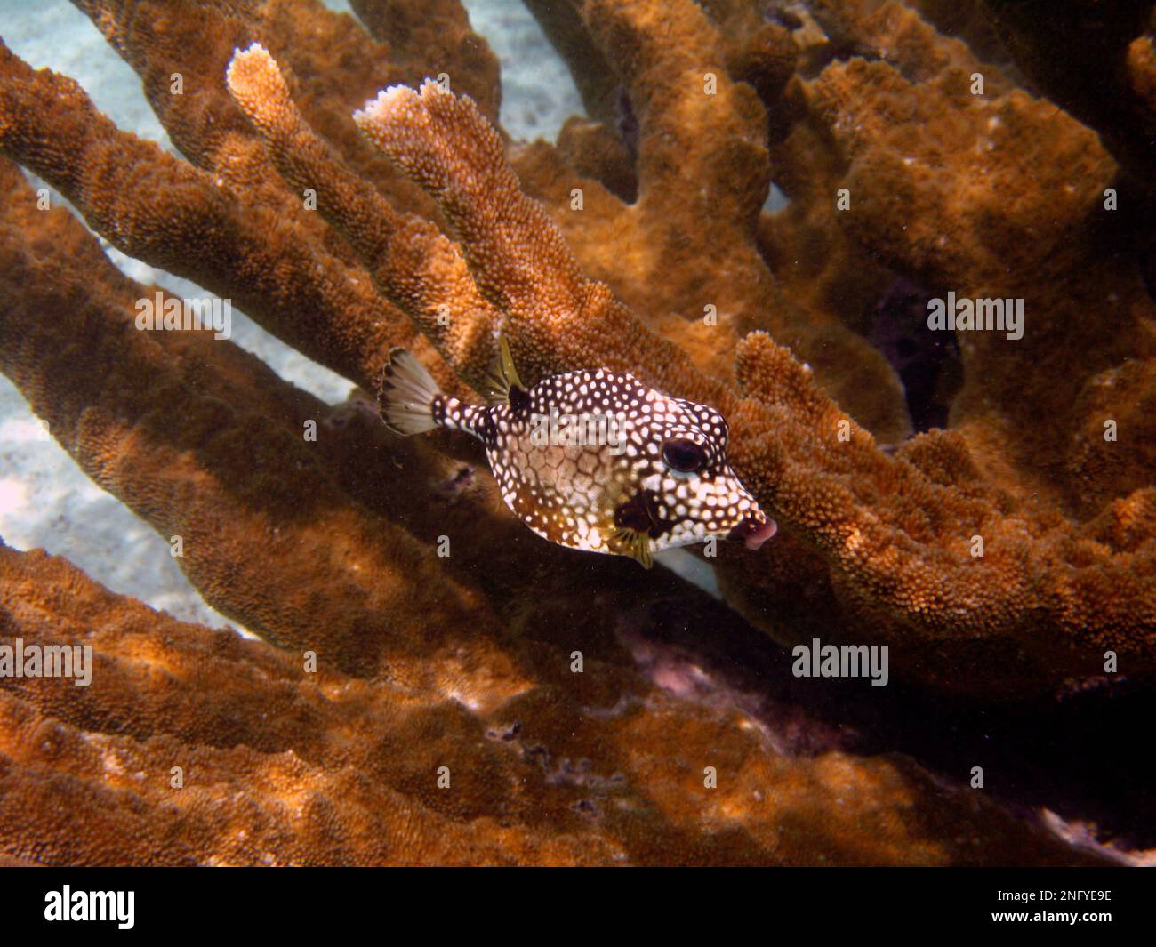 A Trunkfish is shown in this underwater photograph taken August, 2007 ...