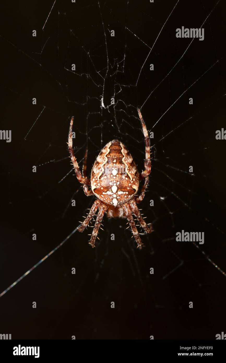 Spider species in forest hi-res stock photography and images - Alamy