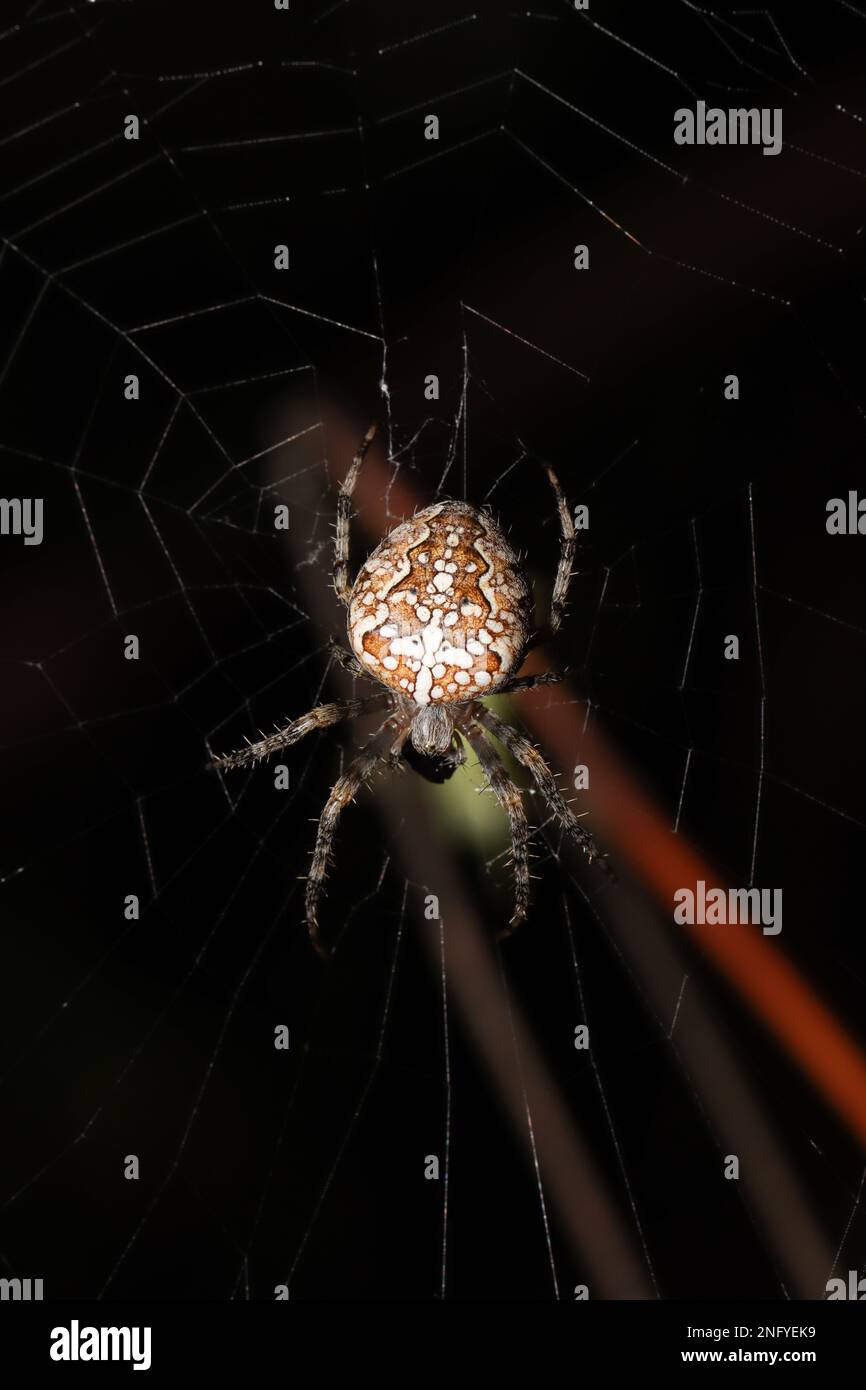 Disgusting spider hi-res stock photography and images - Alamy