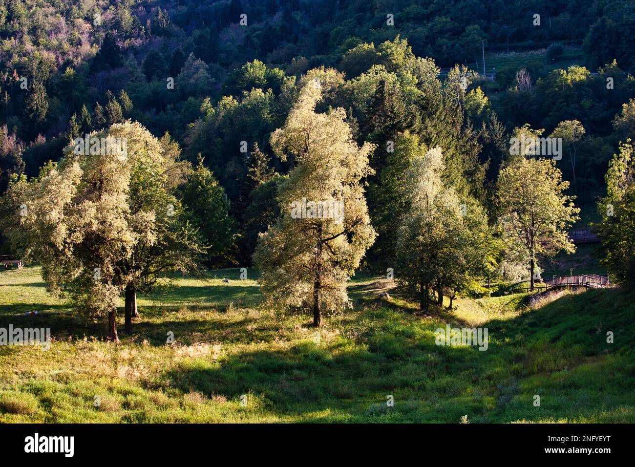The trees in a field in a countryside landscape Stock Photo - Alamy