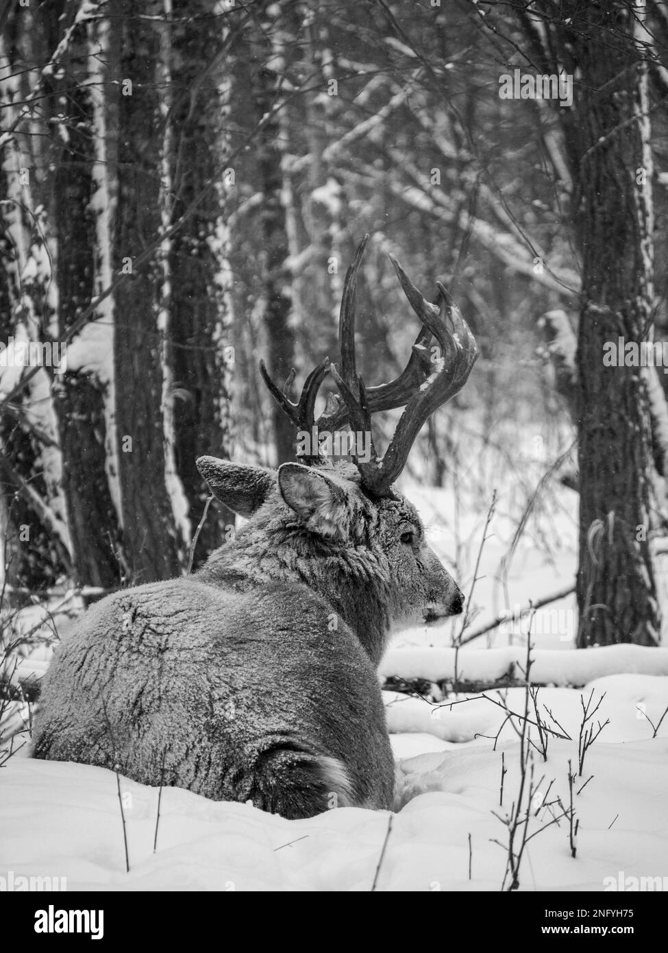 A vertical grayscale back view of adorable Mule deer resting in white ...
