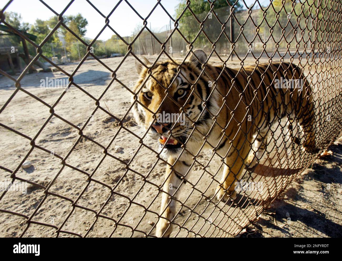 Alexander, a 450-pound Bengal tiger, roams in his enclosure at actress ...