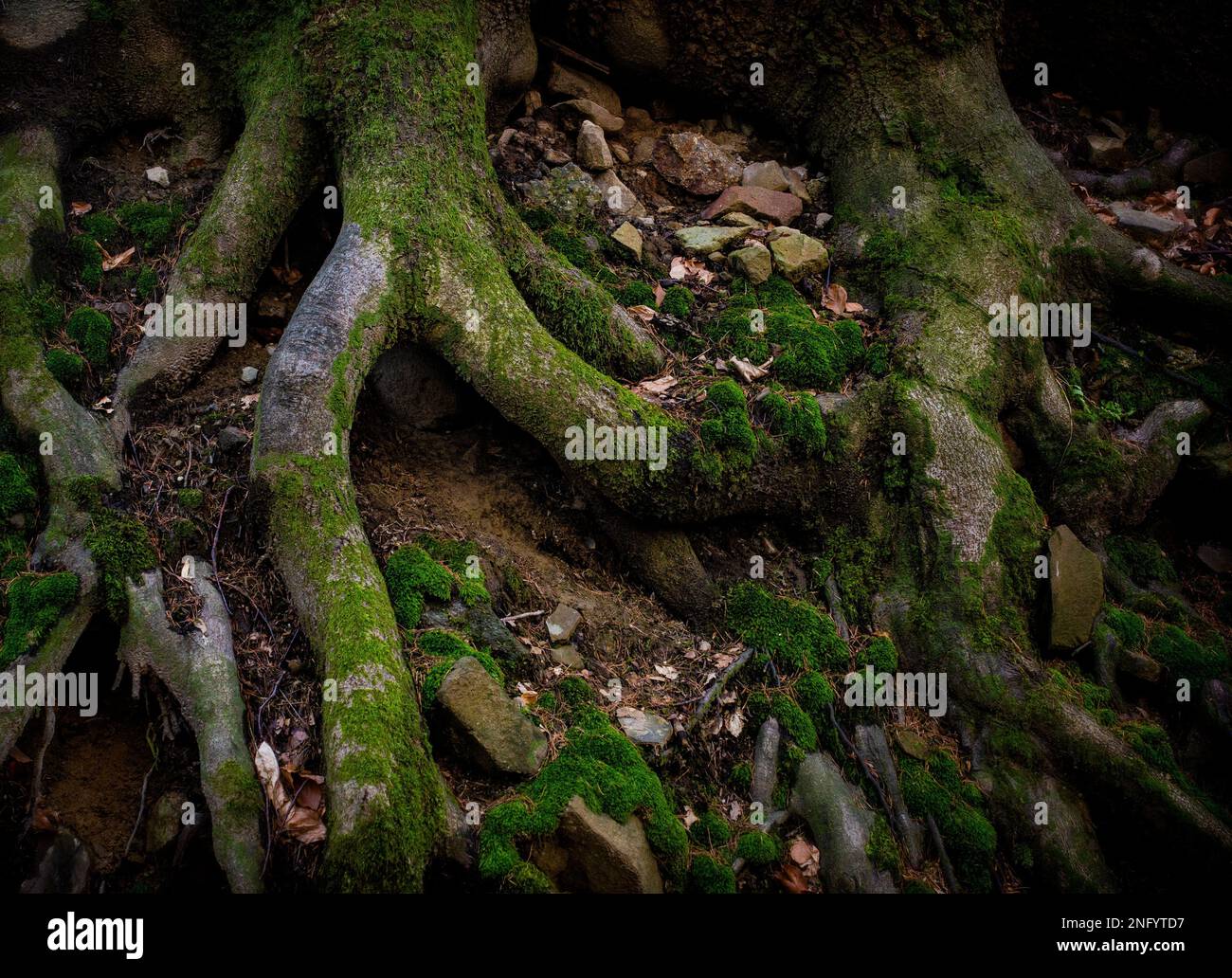 A closeup of the mossy surface roots of a big tree captured in a ...