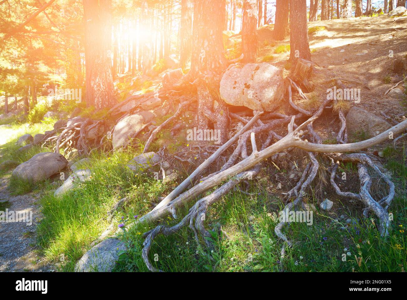 Bright sunrise in forest on mountainside with trees, roots, green grass ...