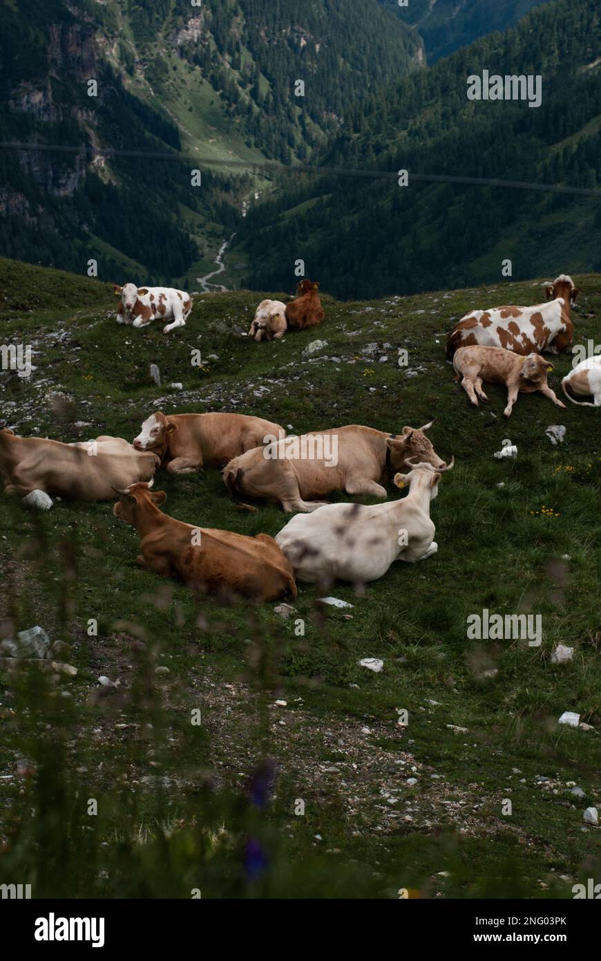 Green grass mountains cows hi-res stock photography and images - Alamy