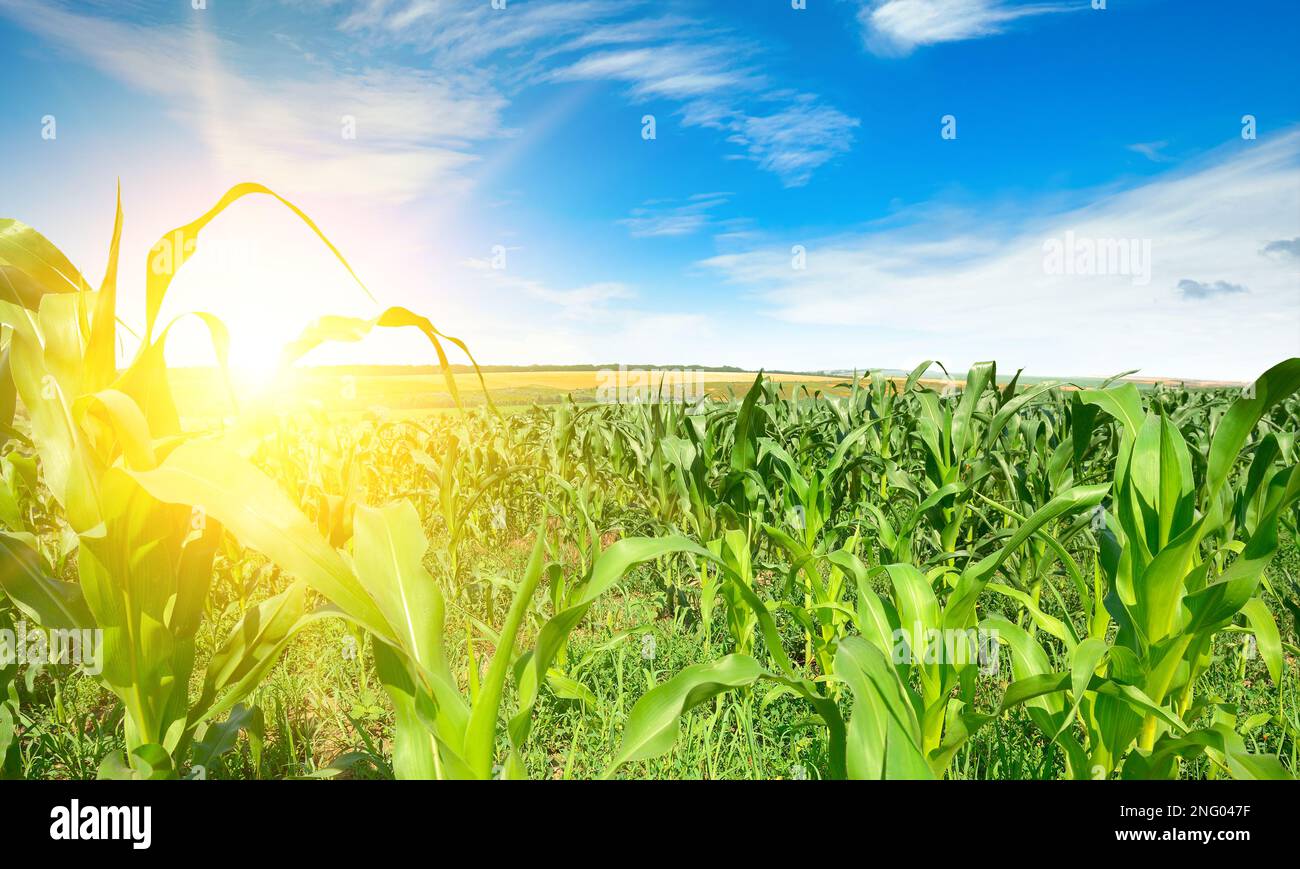 Day sun clouds blue sky cornfield hi-res stock photography and images ...