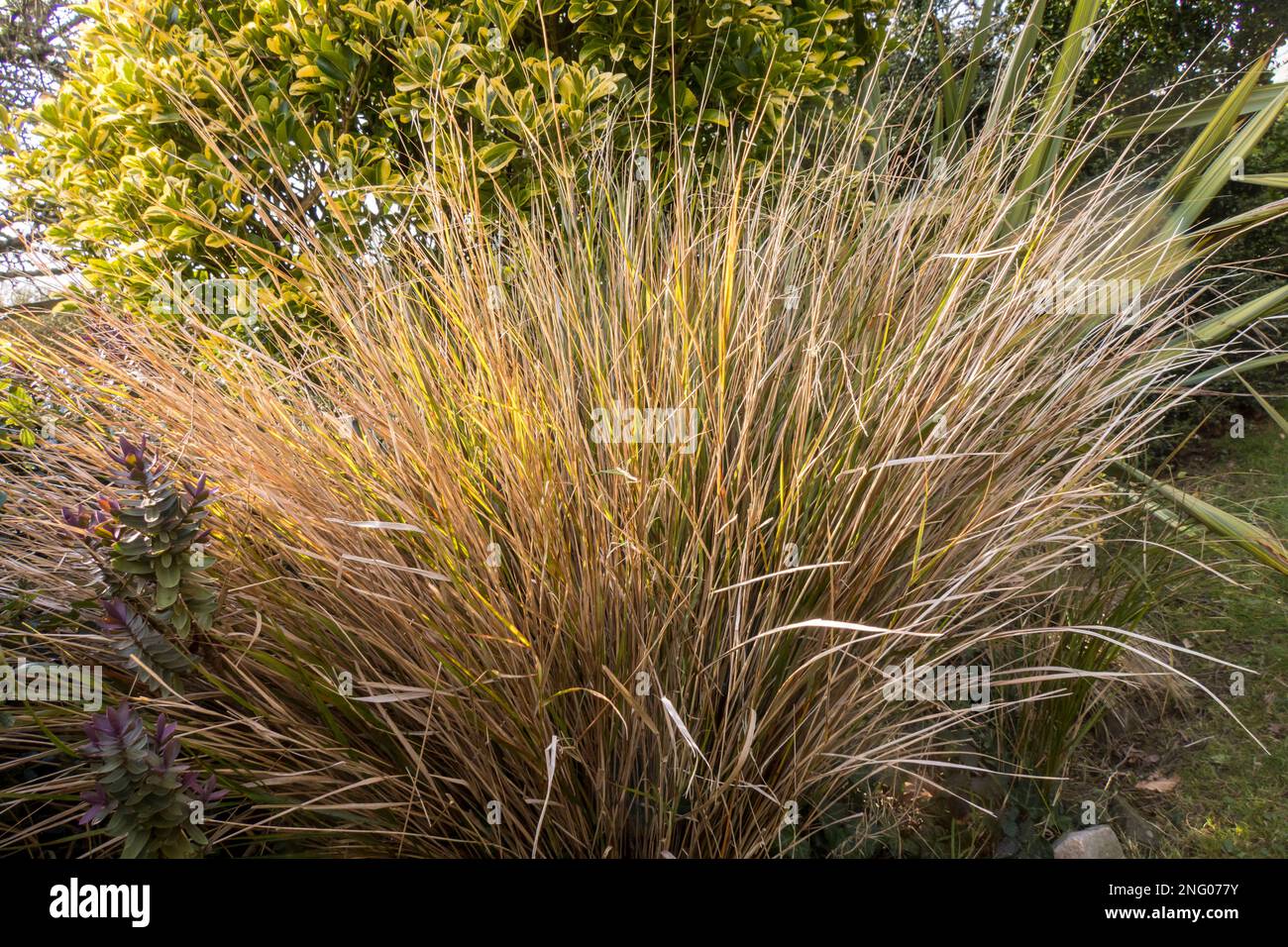 UK, England, Devon. 17th February. Cottage Garden in the winter. A ...