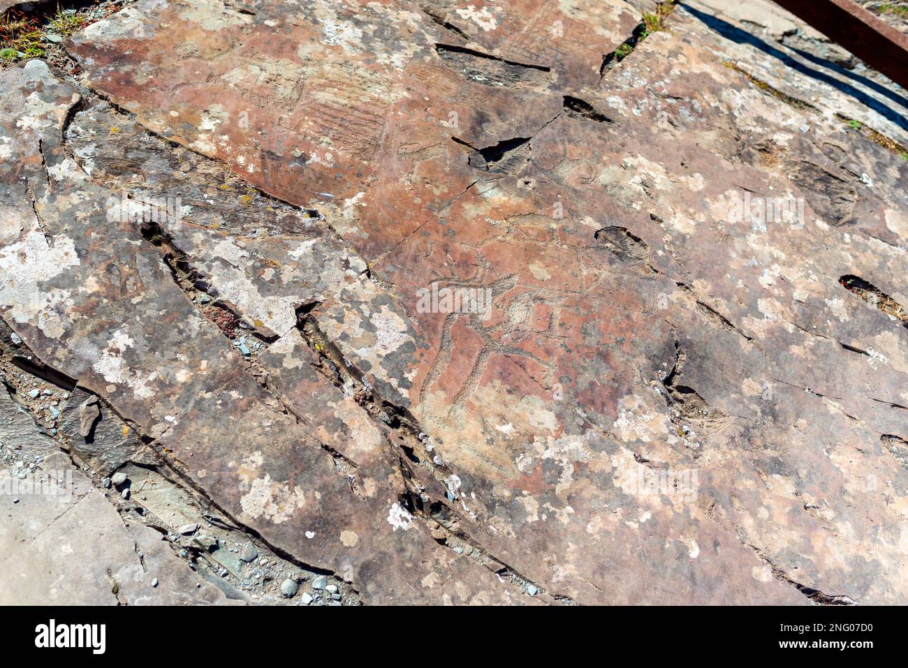 Petroglyphs rock drawings of ancient people animal deer on stones in ...