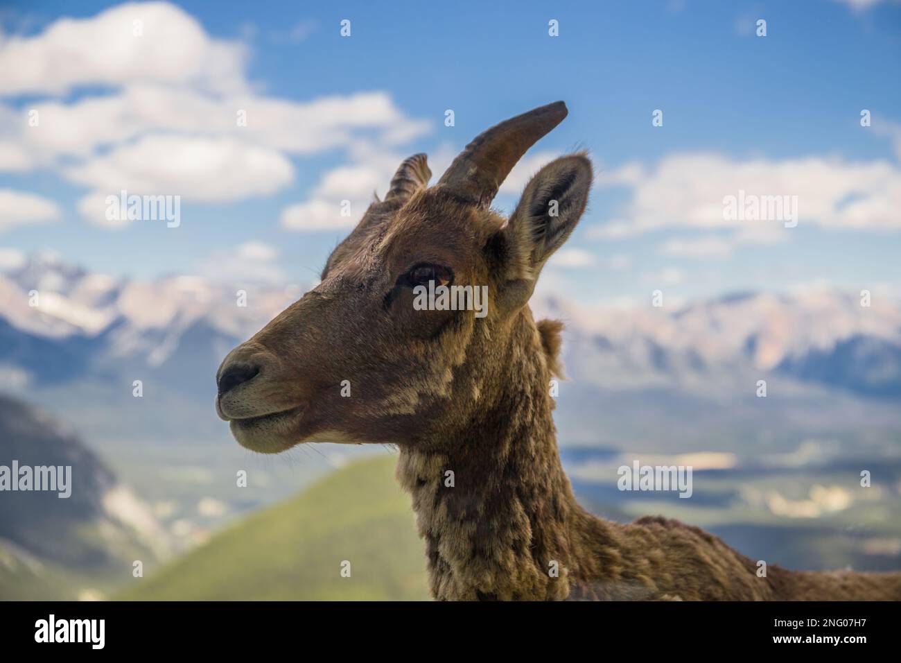 A female bighorn stands alone on a mountain slope and watches. Wildlife ...