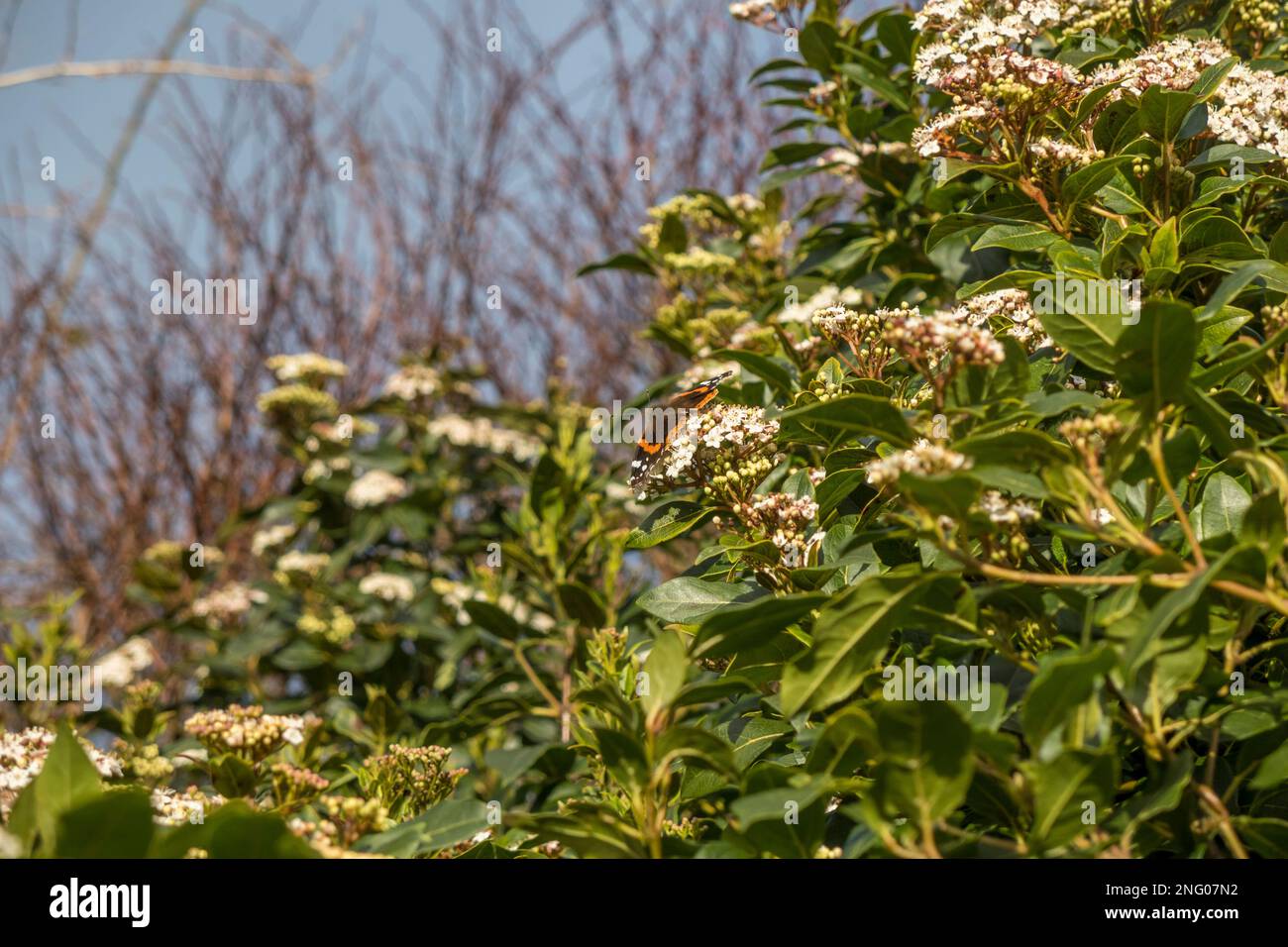 UK, England, Devon. 17th February. Cottage Garden in the winter. A Red ...