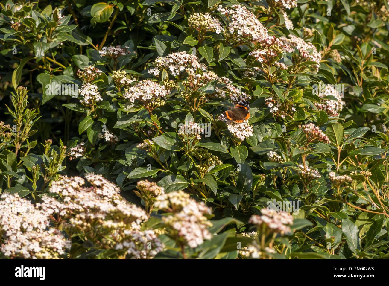 UK, England, Devon. 17th February. Cottage Garden in the winter. A Red ...
