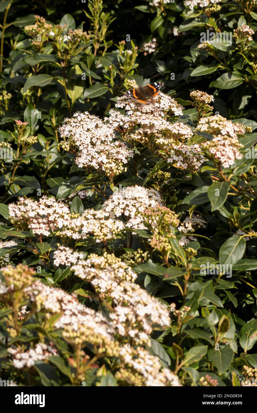 UK, England, Devon. 17th February. Cottage Garden in the winter. A Red ...