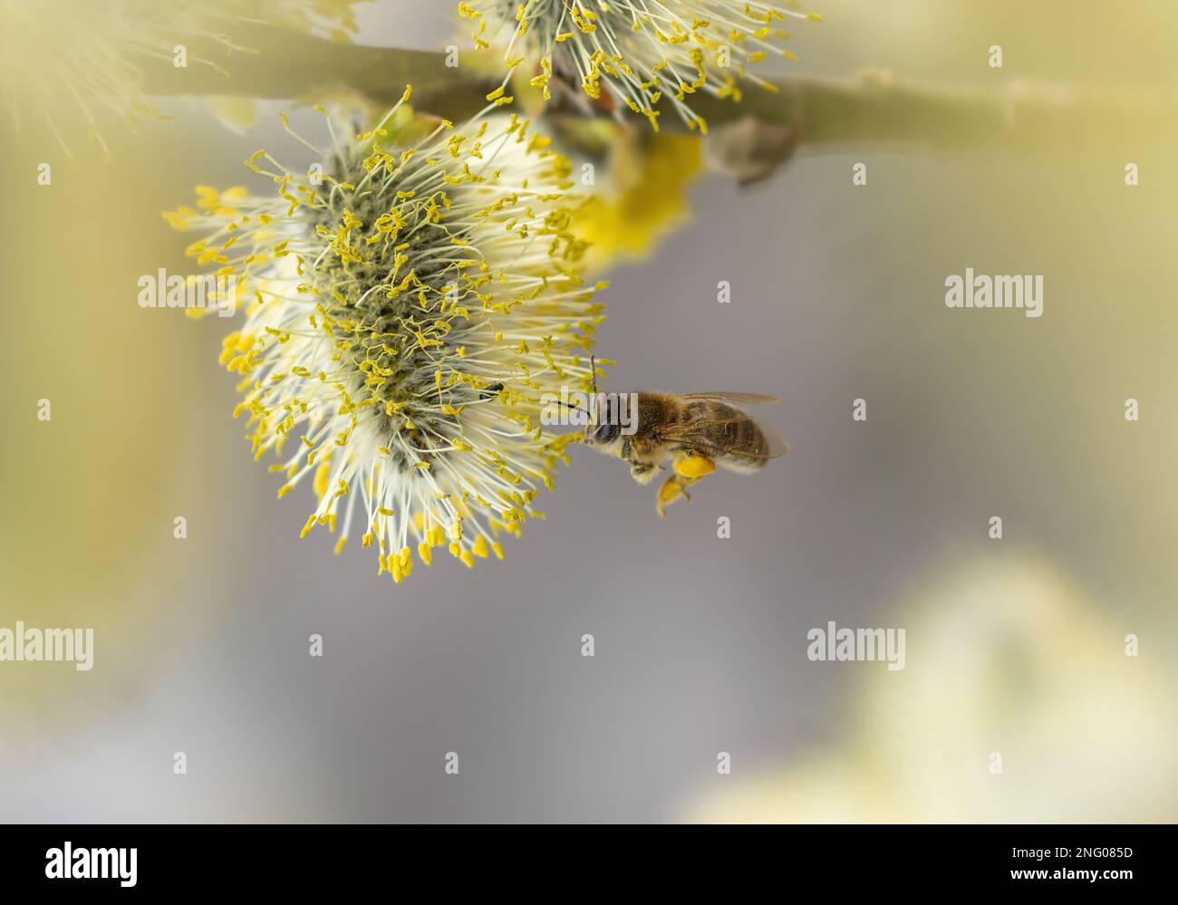 Flowering tree Salix caprea in early spring, bee collects nectar ...