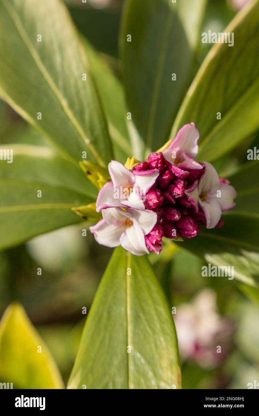 UK, England, Devon. 17th February. Cottage Garden in the winter. The ...