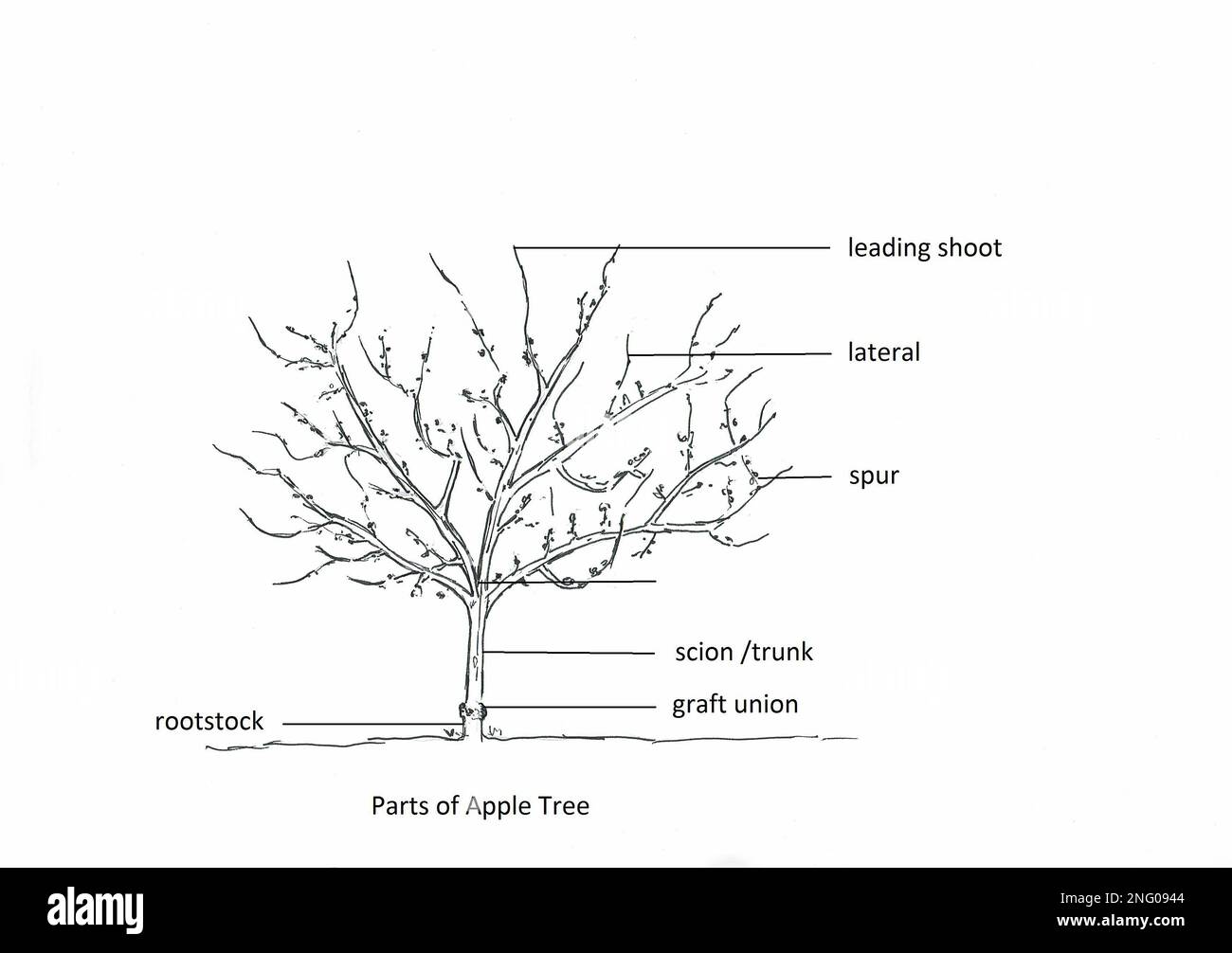 Leafless apple tree Cut Out Stock Images & Pictures - Alamy