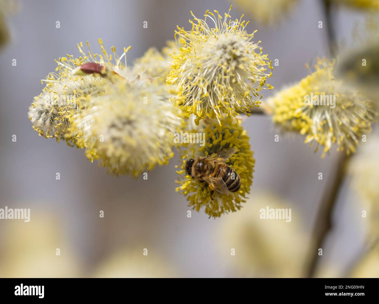 Flowering tree Salix caprea in early spring, bee collects nectar ...