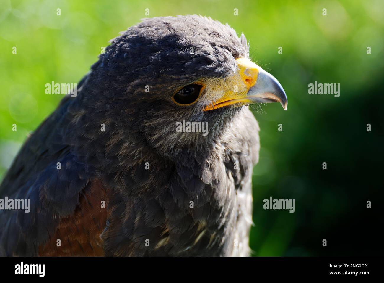 Portrait of a golden eagle (Aquila chrysaetos) with natural green ...