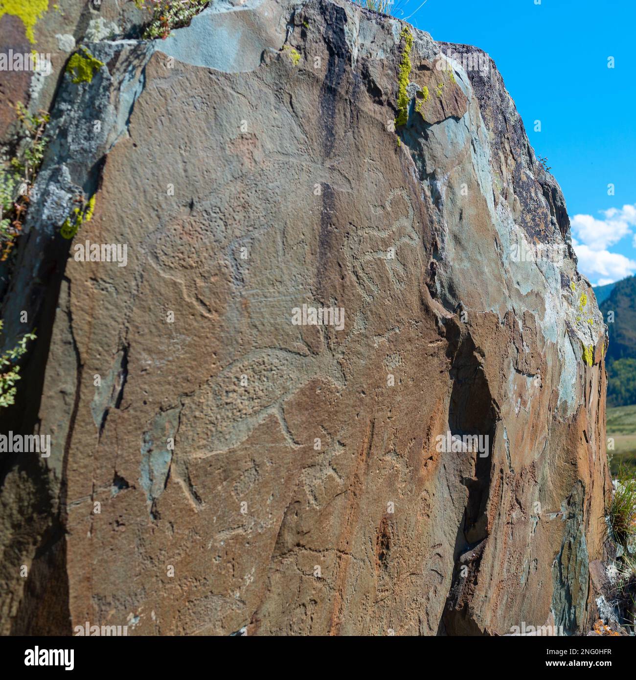 Petroglyphs rock drawings of ancient people animals on stones with moss ...