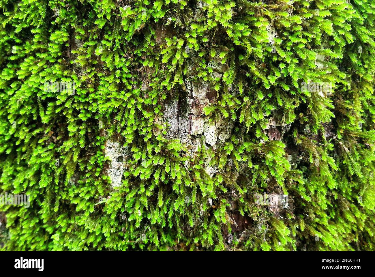 Moss on tree in forest, close-up, green background of moss, lichen ...