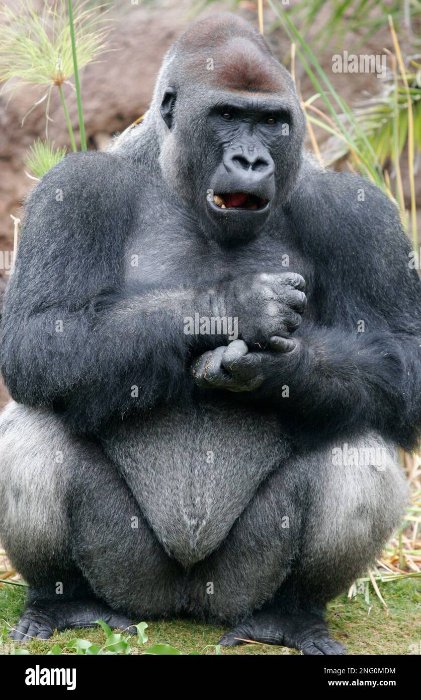 Kelly a 20 year old lowland gorilla poses for photographers during the ...