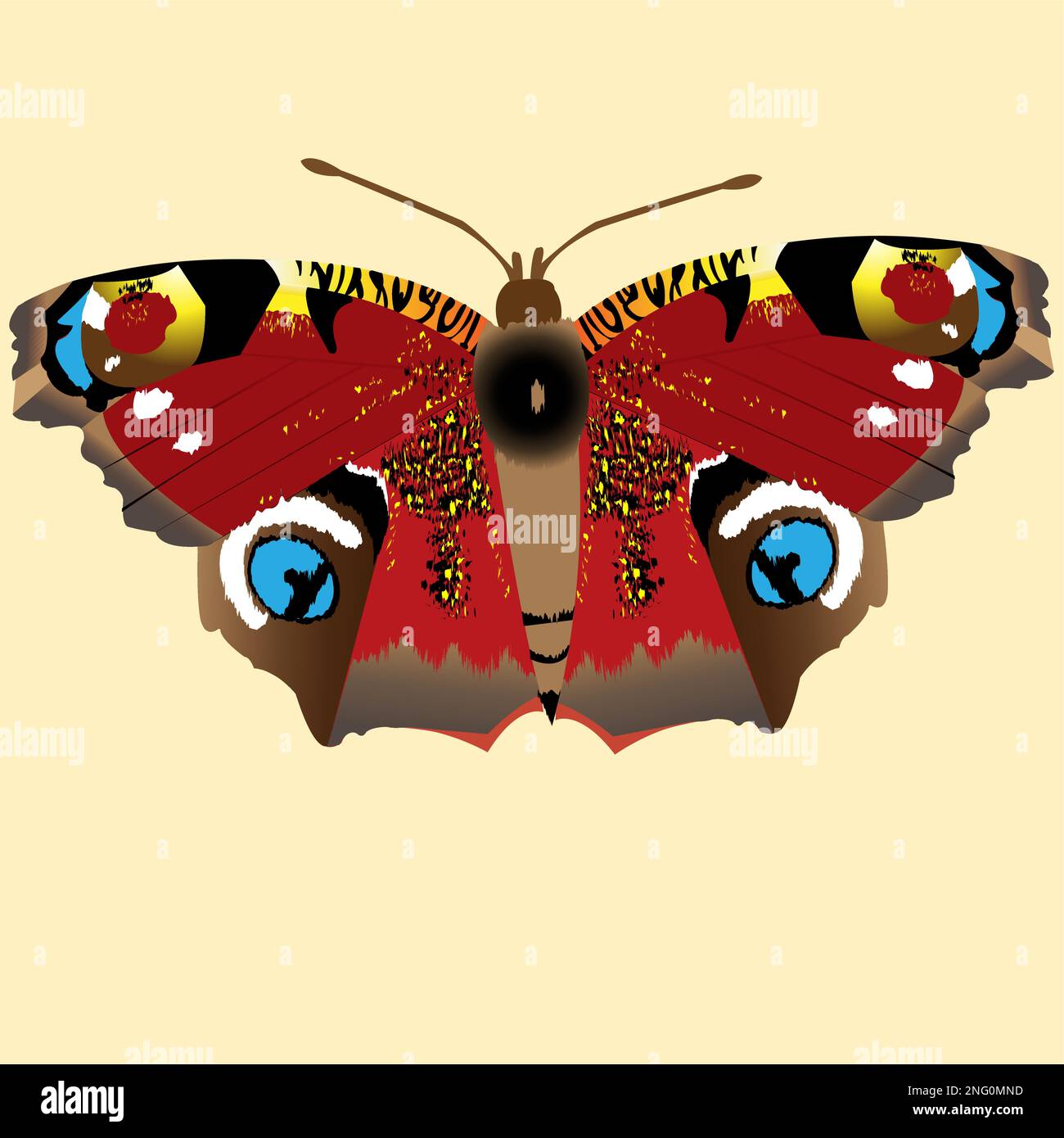 Peacock Beauty Stock Vector Images Alamy