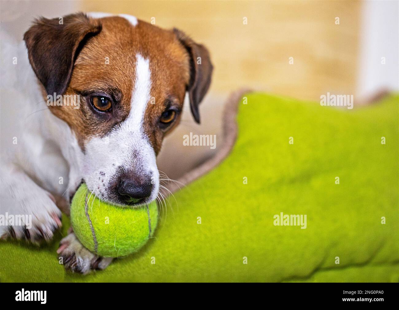 cute jack russell terrier holding a tennis ball in his teeth ...