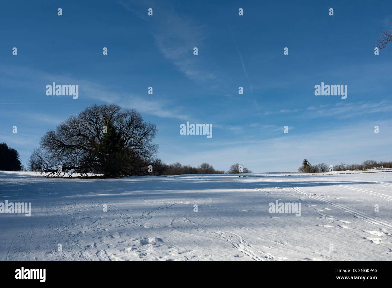Lots of snow in nature, with trees and blue sky in the high Rhoen ...