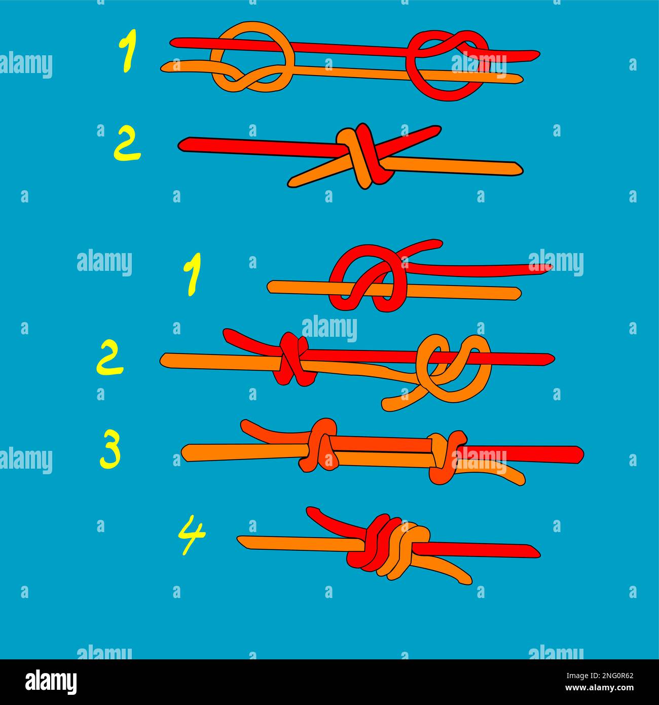 Fisherman`s knot and Double Fisherman`s knot; vector illustration Stock ...