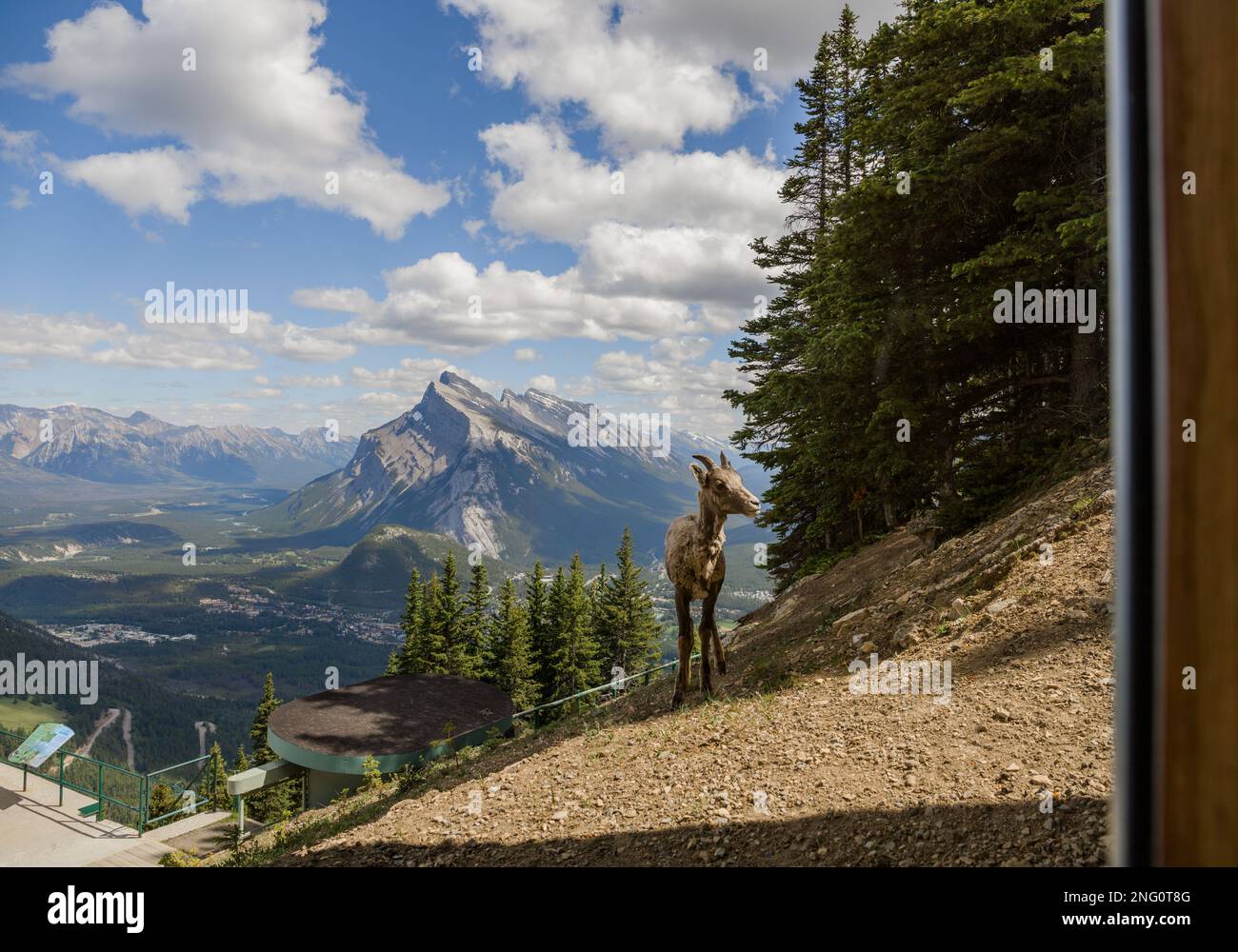 A female bighorn stands alone on a mountain slope and watches. Wildlife ...